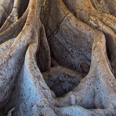 Roots in the Earth, Roots in the Sky: Triratna Day 2023 | The Buddhist ...